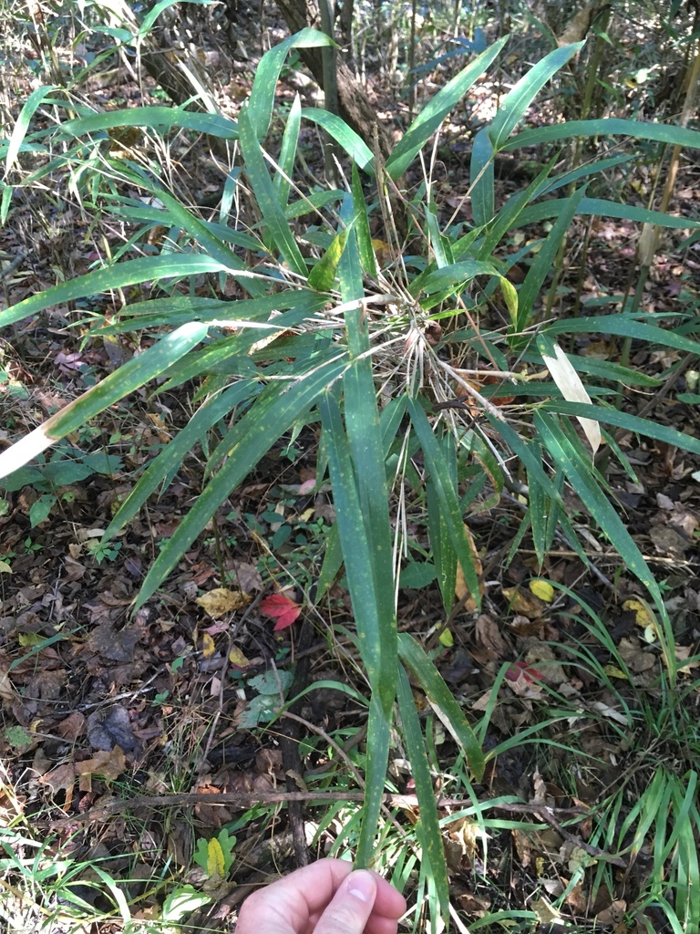 river cane (A Field Guide to Camp Currier) · iNaturalist