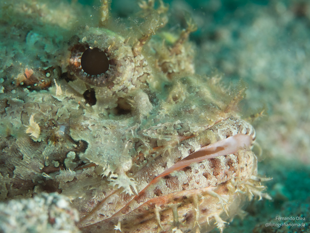 Stone Scorpionfish from La Paz, BCS, Mexico on September 4, 2016 at 04: ...