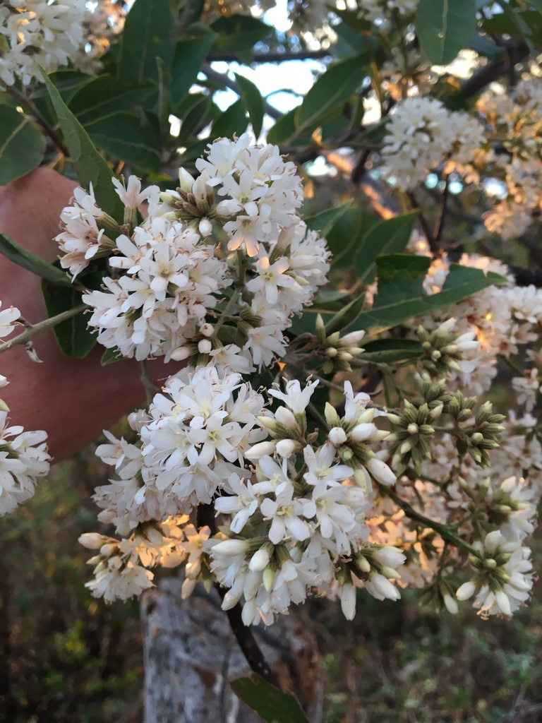 Spanish elm from Vía 606, Puntarenas, CR on February 22, 2021 at 05:45 ...