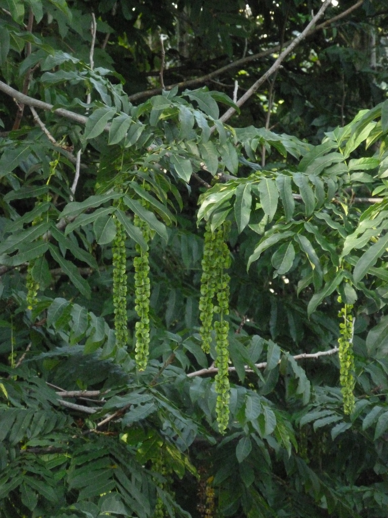 Caucasian Wingnut ( ALBERI E ARBUSTI DEL PARCO FLUVIALE DEL PO - TREES ...