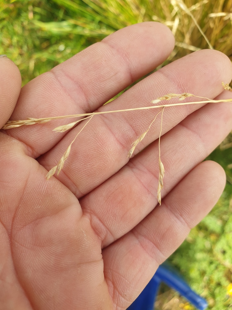 Silver Tussock in February 2021 by taylajane · iNaturalist