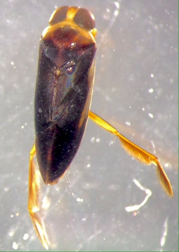 Paranisops inconstans · iNaturalist