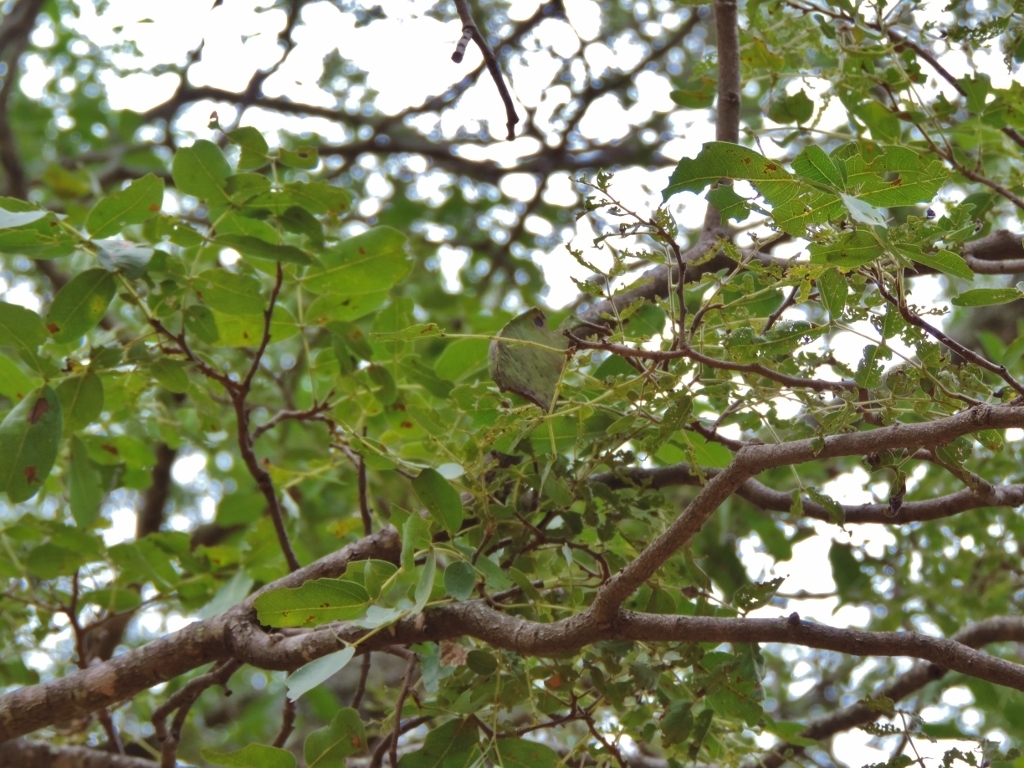 msasa (Brachystegia spiciformis) - Botanical Realm