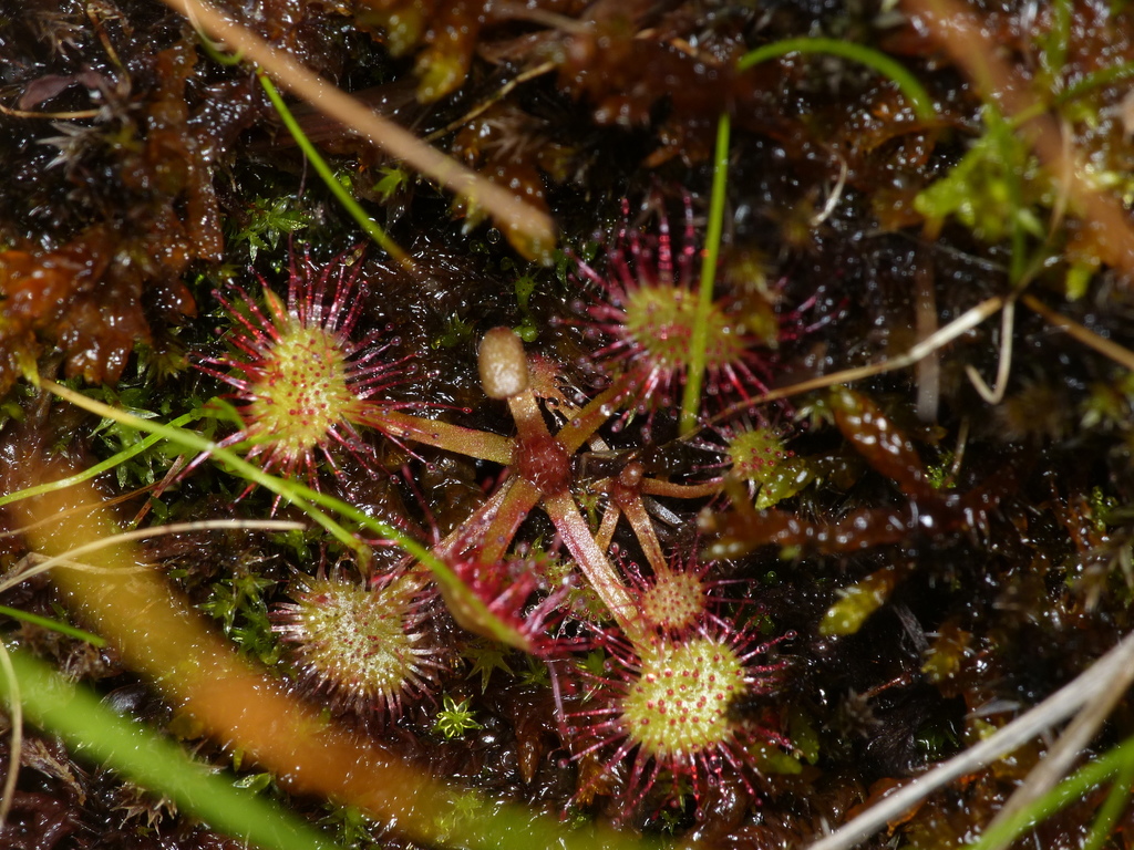 mosses in August 2017 by Shaun Pogacnik. Mossed aroung the edge of the ...