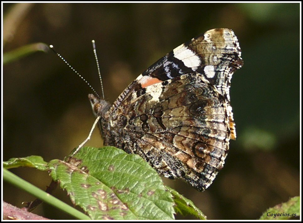 Red Admiral (Butterflies of Oakland County, MI) · iNaturalist
