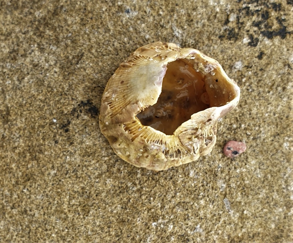 Megabalanus from Sydney NSW, Australia on February 23, 2021 at 04:36 PM ...