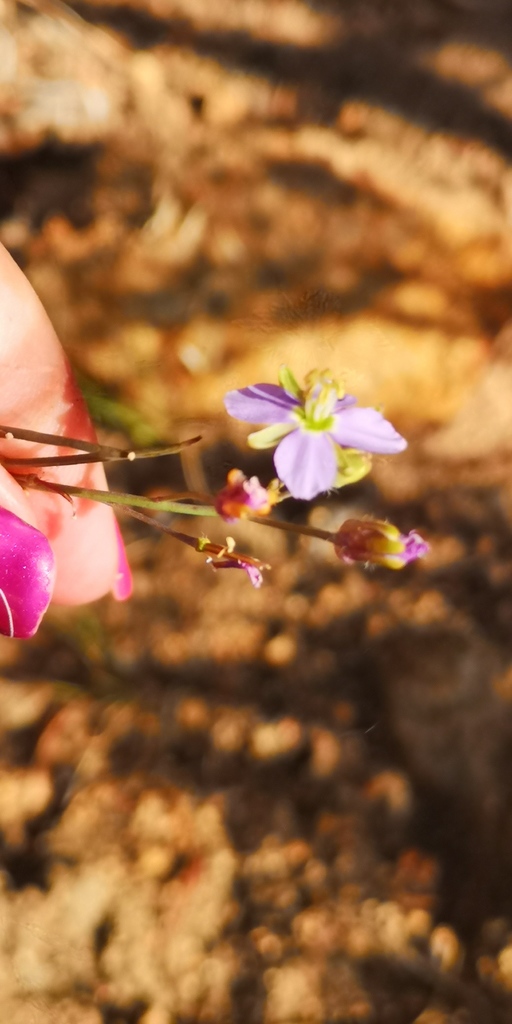 Heliophila linoides from Voorspoed Farm on November 2, 2020 at 04:52 PM ...