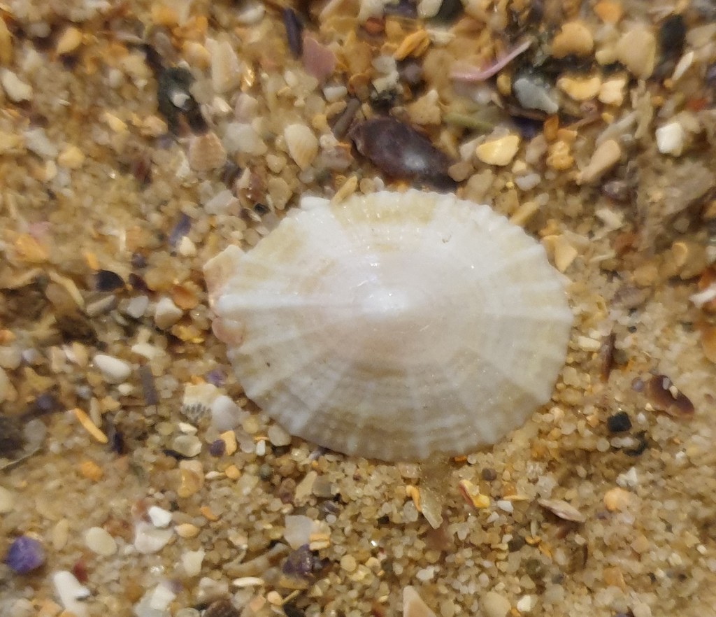 Cap-shaped False Limpet from Sydney NSW, Australia on February 23, 2021 ...