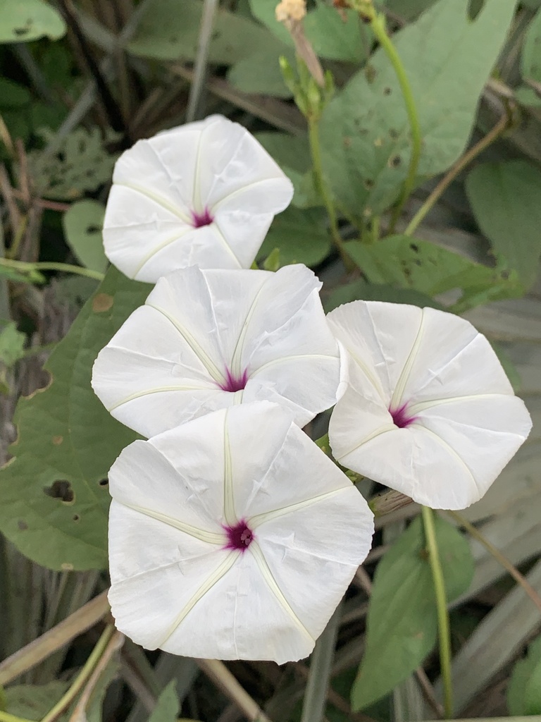 Ipomoea lapathifolia lapathifolia from Kruger National Park, LP, ZA on ...