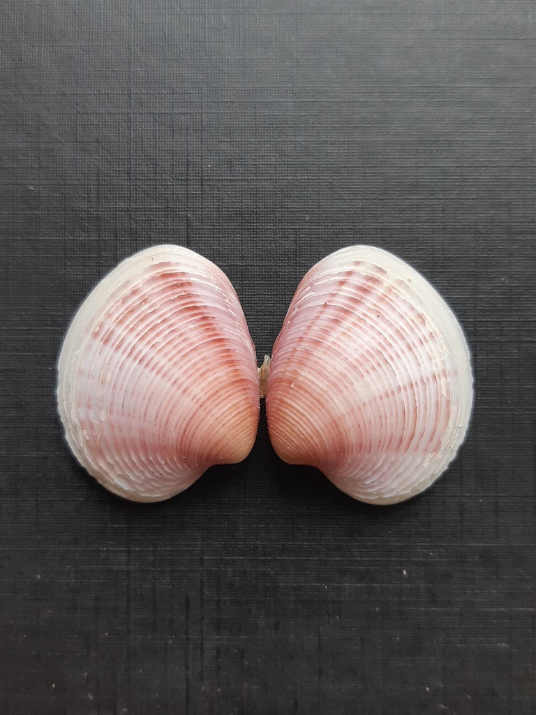 Purple Venus Clam from Cairu - BA, 45420-000, Brasil on February 23 ...