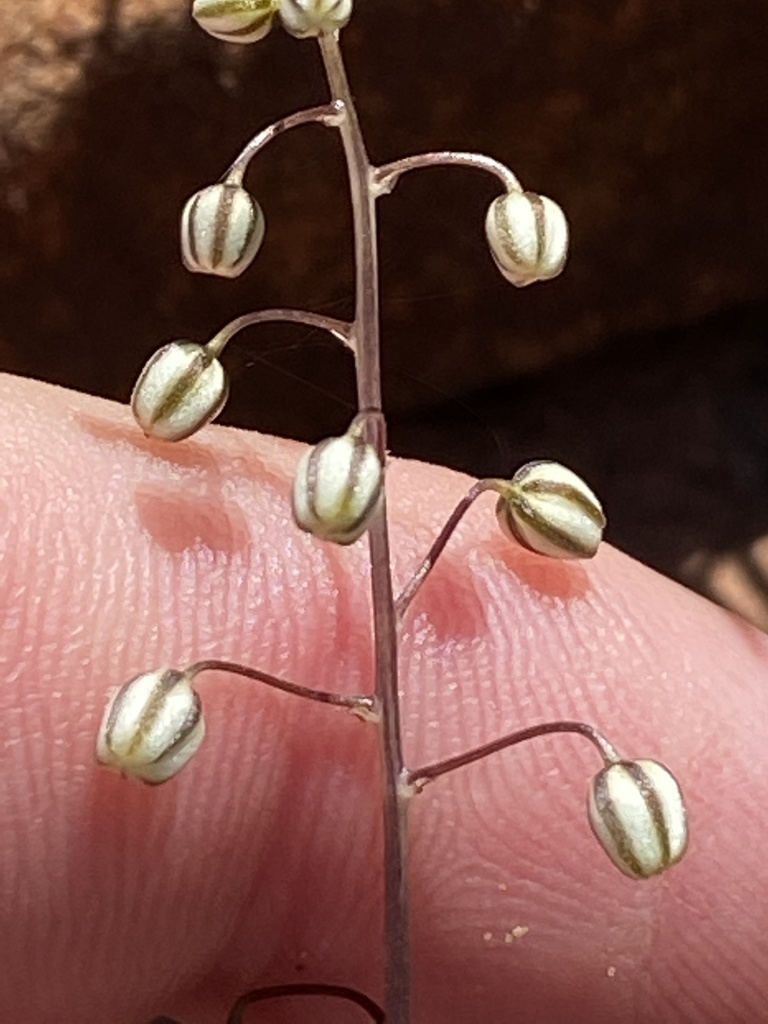Drimia sclerophylla (Cape Bulbs 1) · iNaturalist