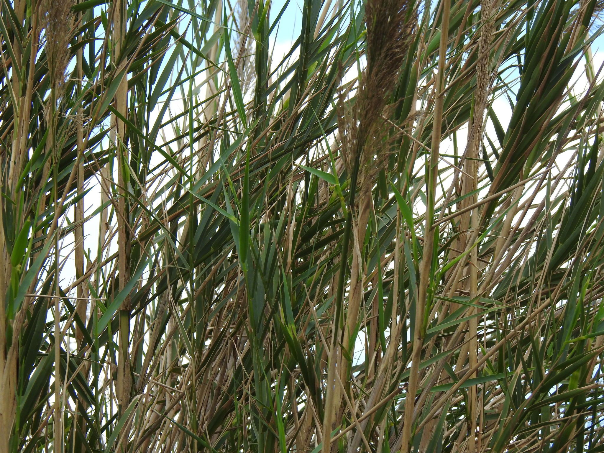 Arundo micrantha Lam.