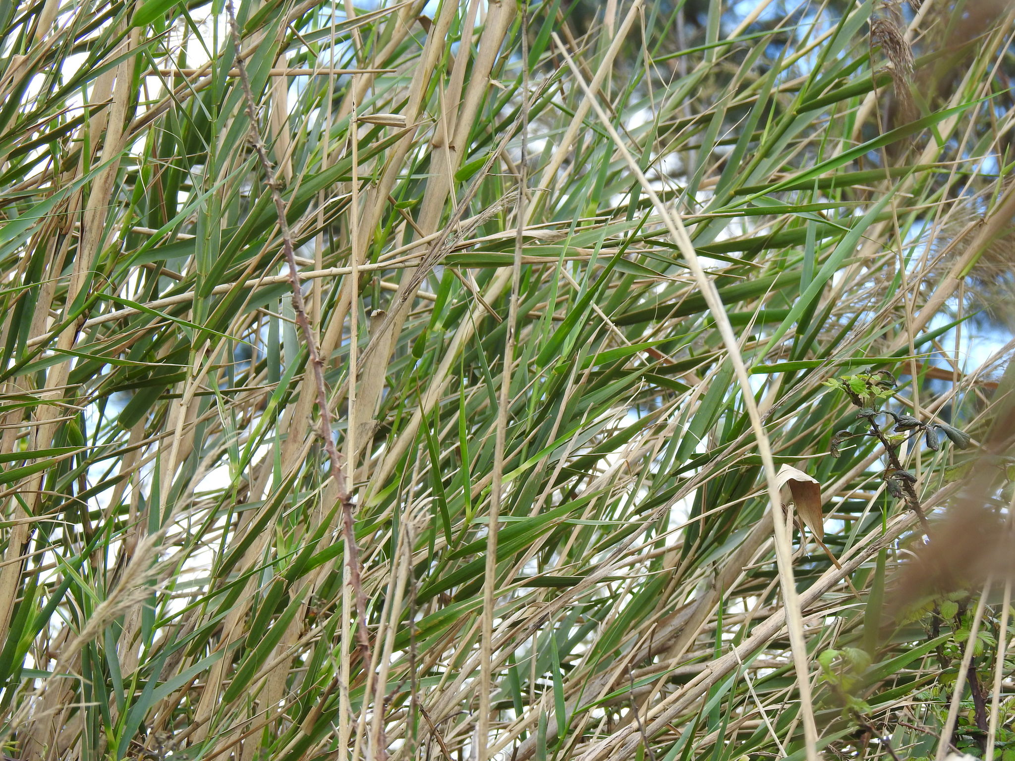 Arundo micrantha Lam.