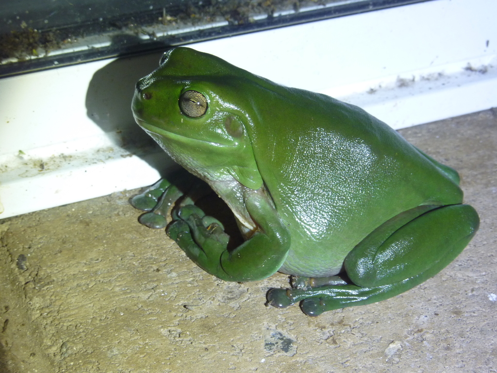 Green Tree Frog (Naree Pitfalling Guide) · iNaturalist Guatemala