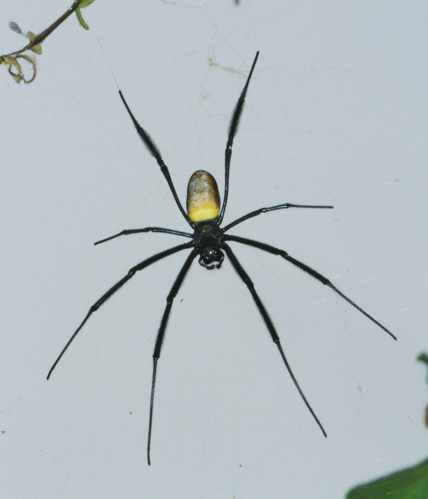 Eastern Blackleg Orbweaver from Entebbe, Uganda on July 30, 2013 at 01: ...