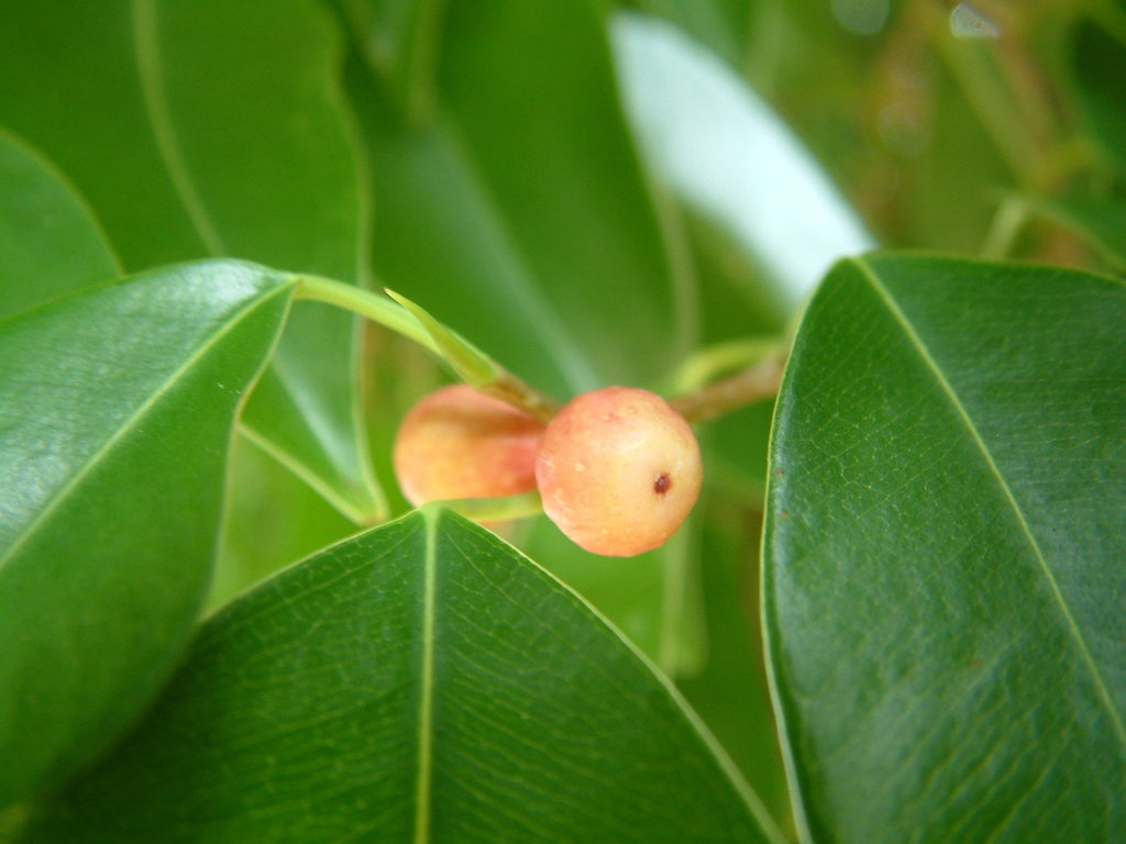 Pacific Banyan (Ficus prolixa) - Botanical Realm