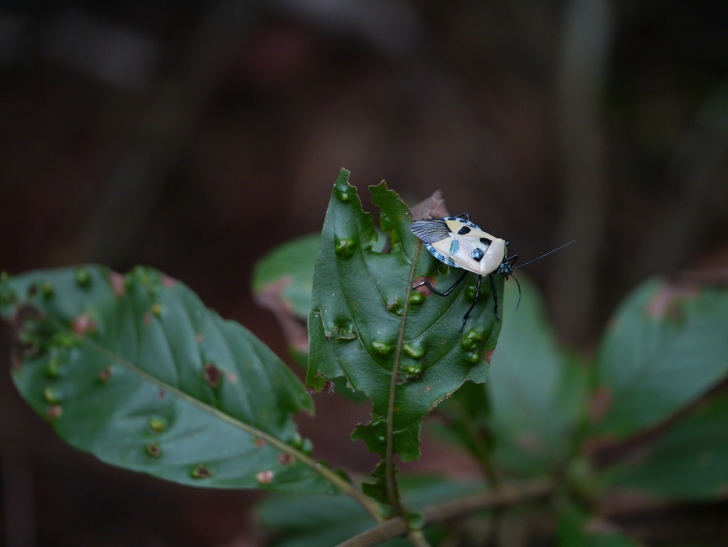 Man-faced Stink Bug from Mahabaleshwar, Maharashtra, India on September ...
