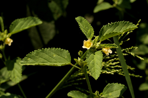 Spring Sida (Sida alba) · iNaturalist