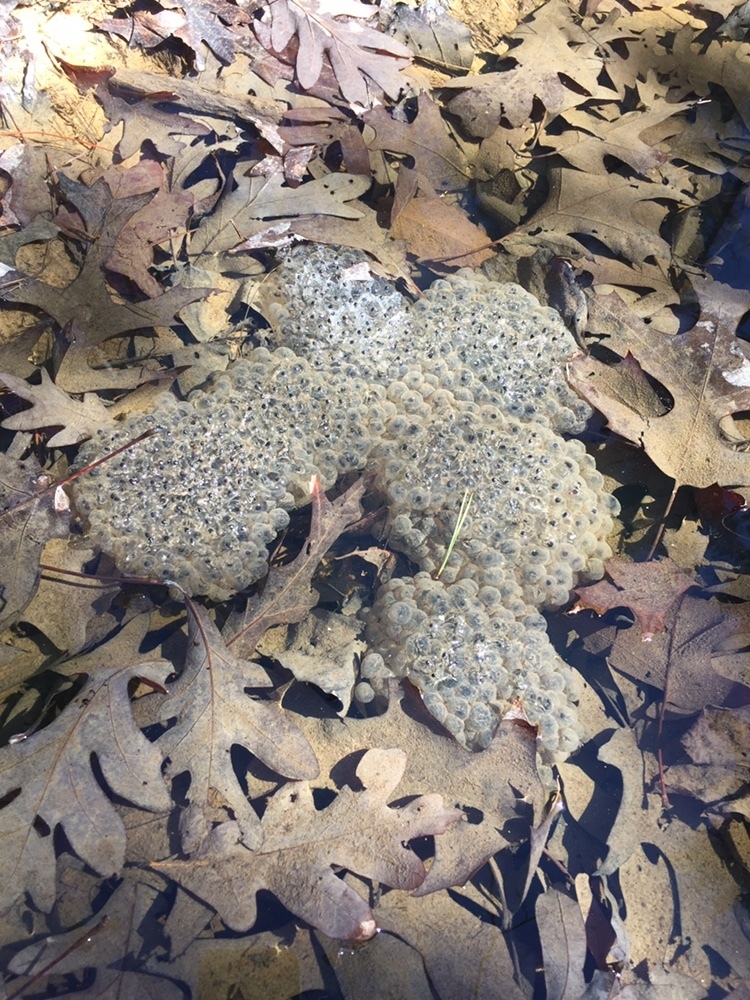 Wood Frog from Cherokee National Forest, Del Rio, TN, US on February 21 ...