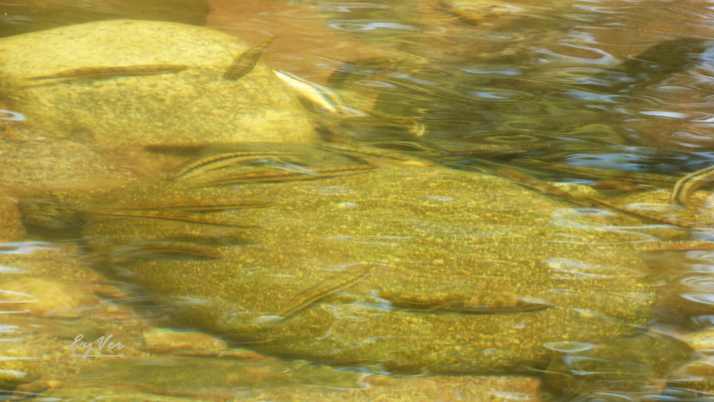 Pongo characin (Parodon pongoensis) - Marine Life Identification
