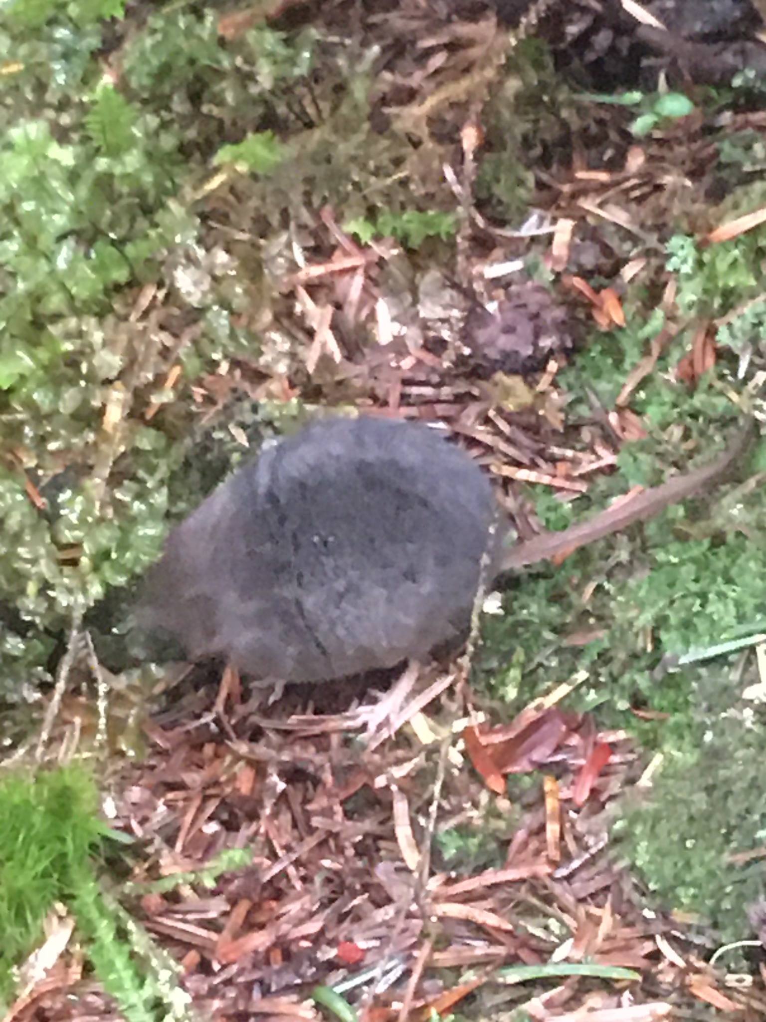 Sorex monticolus Merriam, 1890