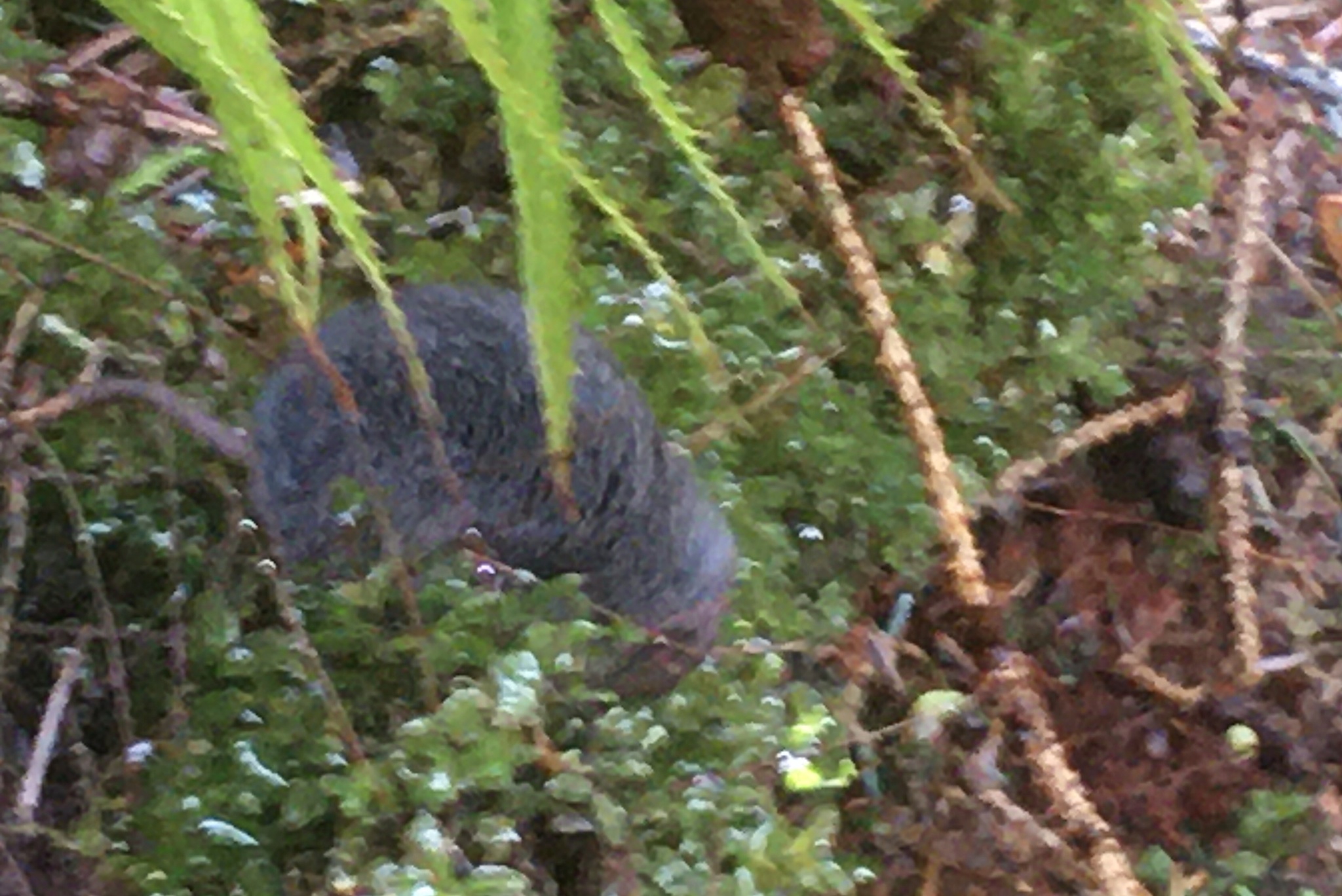 Sorex monticolus Merriam, 1890