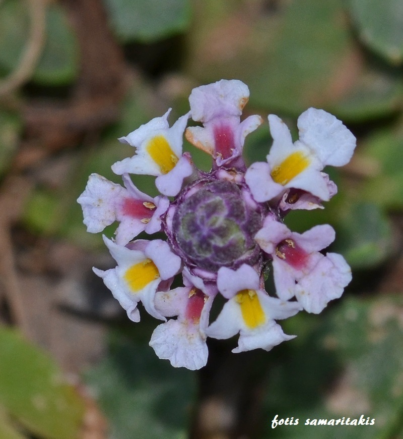 turkey tangle frogfruit (Plants of Lake Arrowhead State Park, TX ...