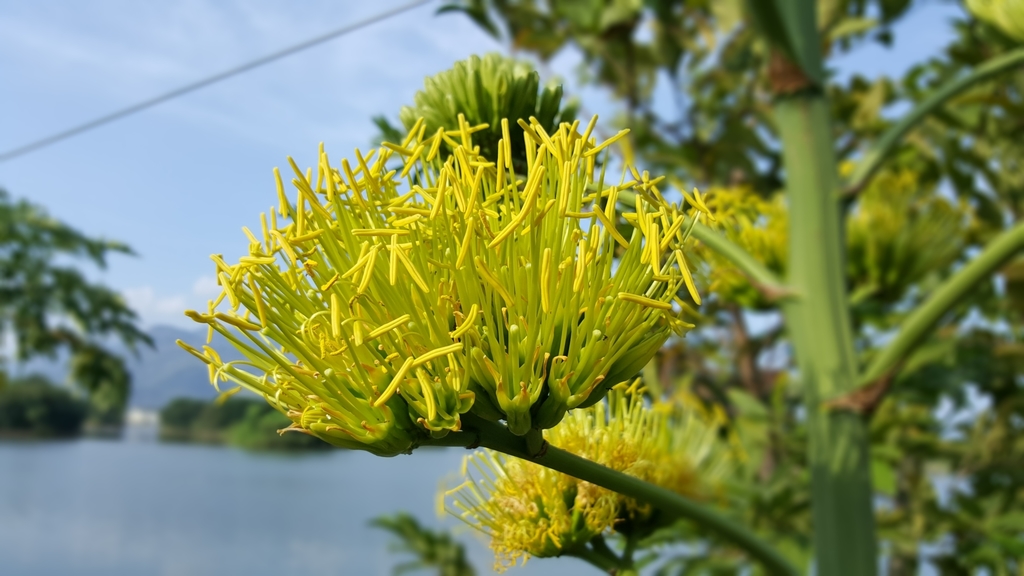 Smooth Agave from Kannankurichi Lake on September 27, 2016 at 04:35 PM ...