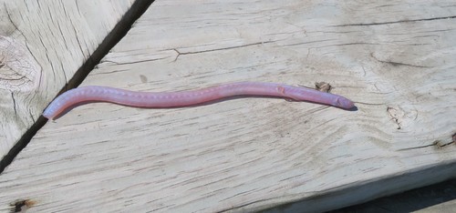 Pink Wormfish (Microdesmus longipinnis) · iNaturalist