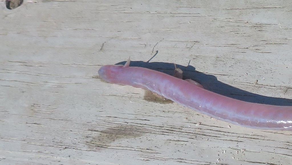 Pink Wormfish (Microdesmus longipinnis) - Marine Life Identification