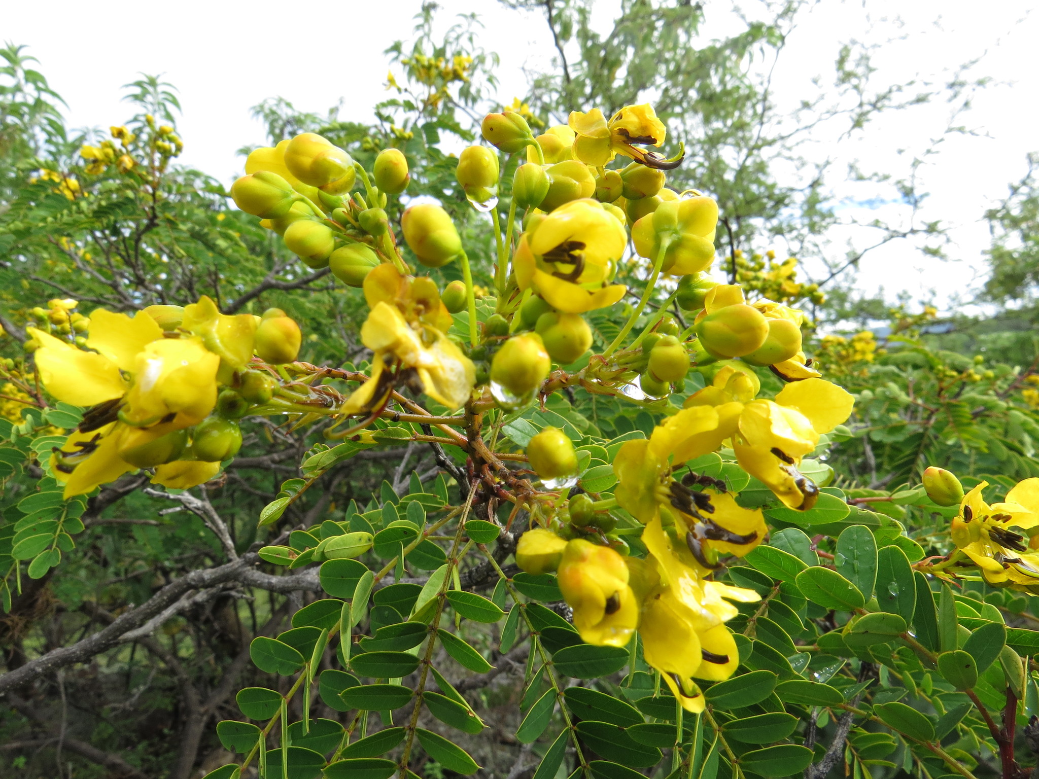 Senna polyantha (Collad.) H.S.Irwin & Barneby