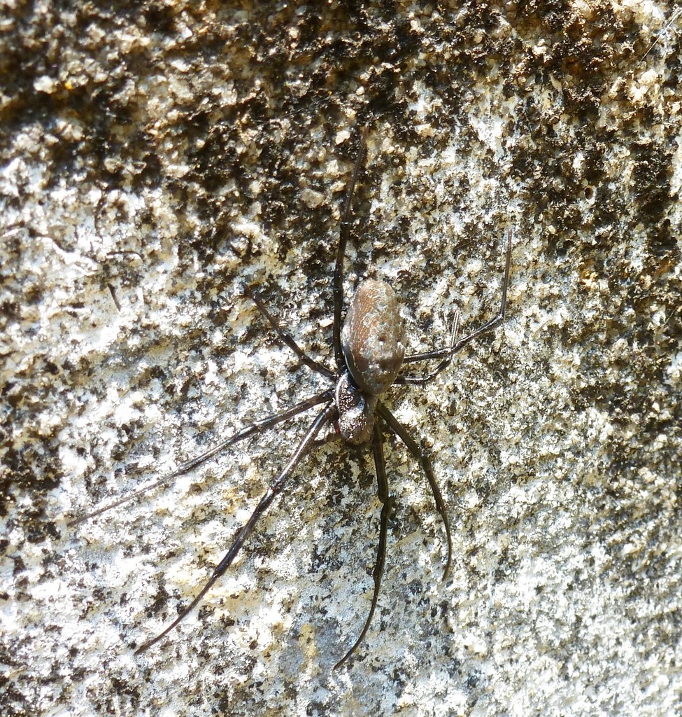 Madagascar Hermit Spider from Alaotra-Mangoro, Madagaskar on October 26 ...