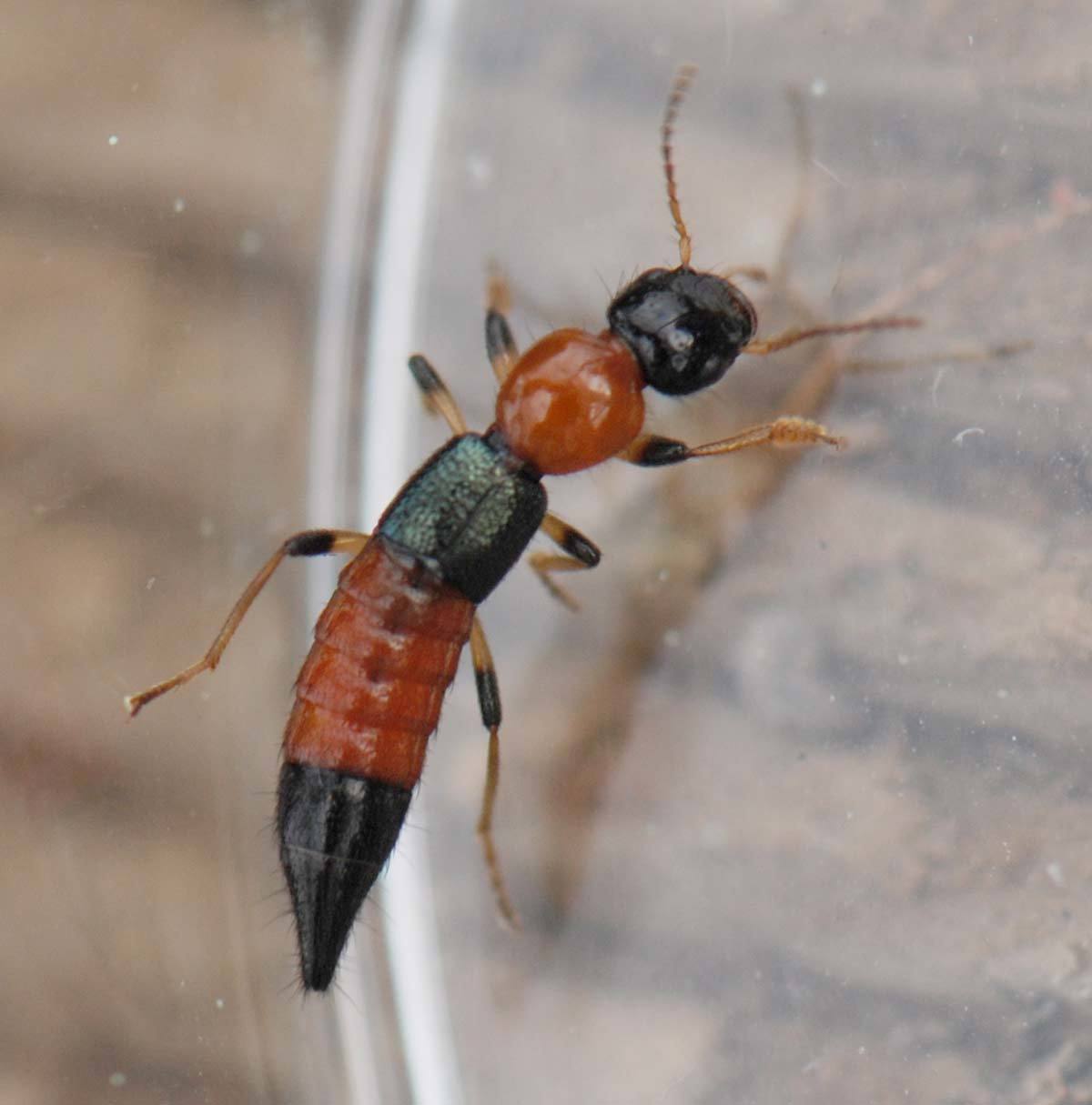 Rove Beetle Dermatitis