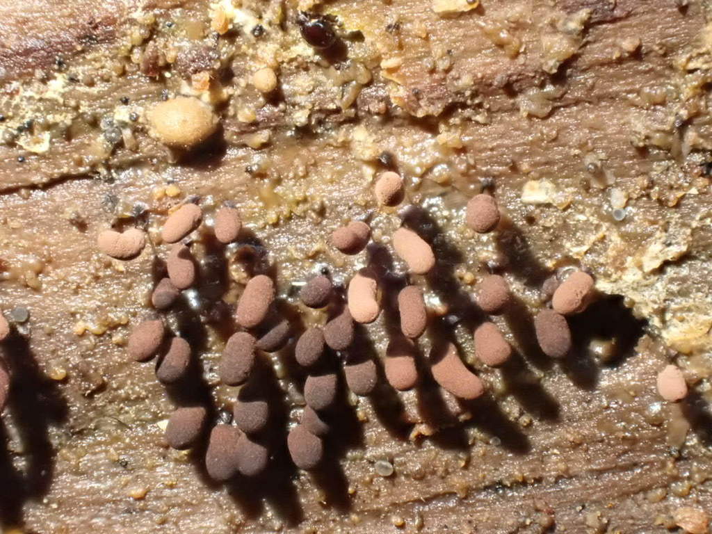 Stemonitopsis amoena from Saturna Island, BC, Canada on May 18, 2020 at ...