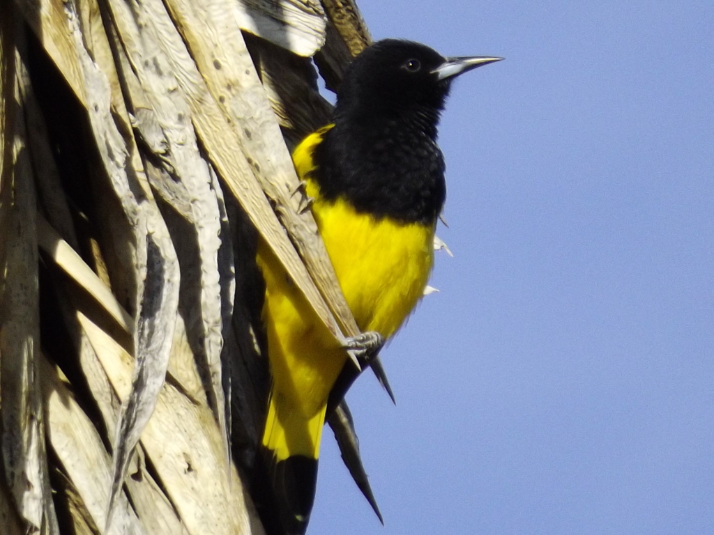 Calandria Tunera (Guía de Biodiversidad Reserva Ecológica Estatal ...
