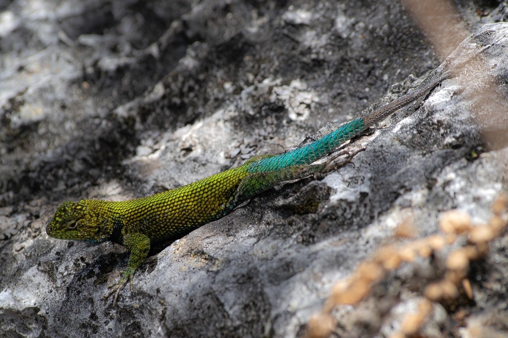 Guatemalan Emerald Spiny Lizard from San Cristóbal de las Casas, CHIS ...