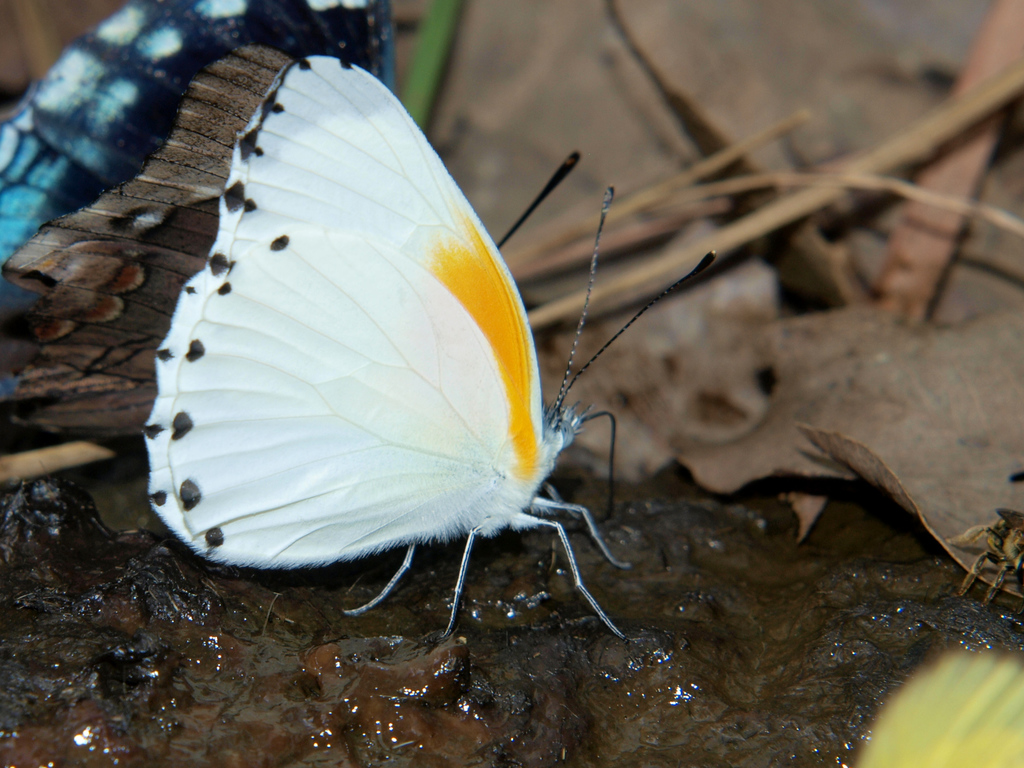 Mylothris rueppellii rhodesiana from Mpika, Zambia on March 24, 2019 at ...