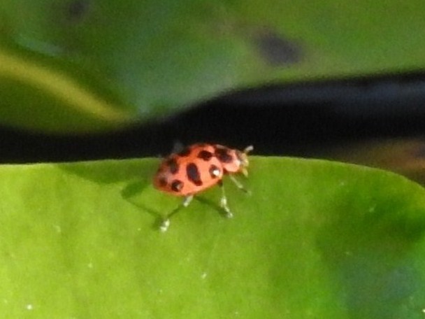 Spotted Pink Ladybeetle from Leamington, ON, Canada on August 23, 2016 ...