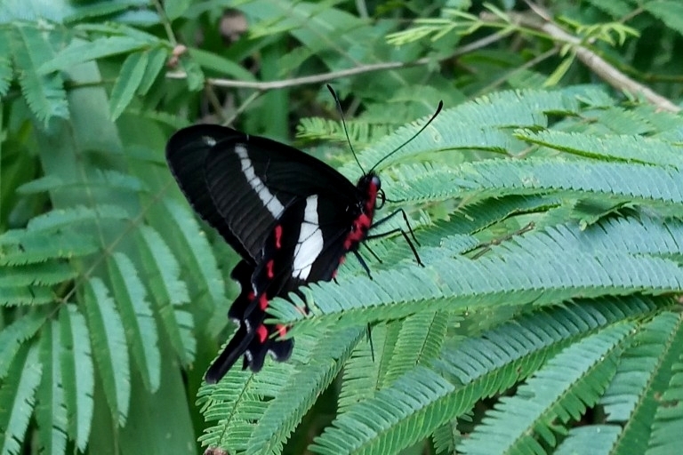 Parides proneus from Bela Vista, Rio Claro - SP, Brasil on February 23 ...