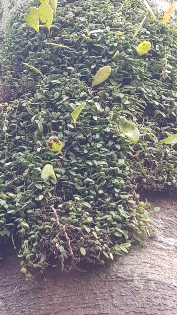 Pygmy Tree Orchid from Mahia Peninsula Scenic Reserve, NZ-HB-WW, NZ-HB ...