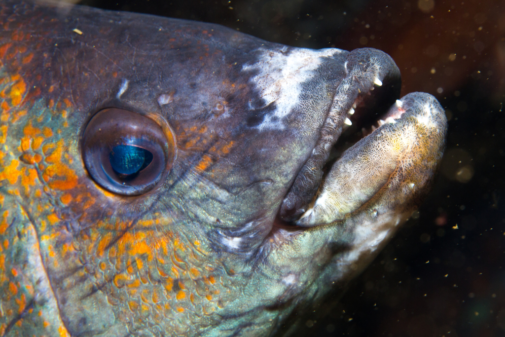 Cunner from Essex County, MA, USA on July 14, 2018 at 02:28 PM by alex ...