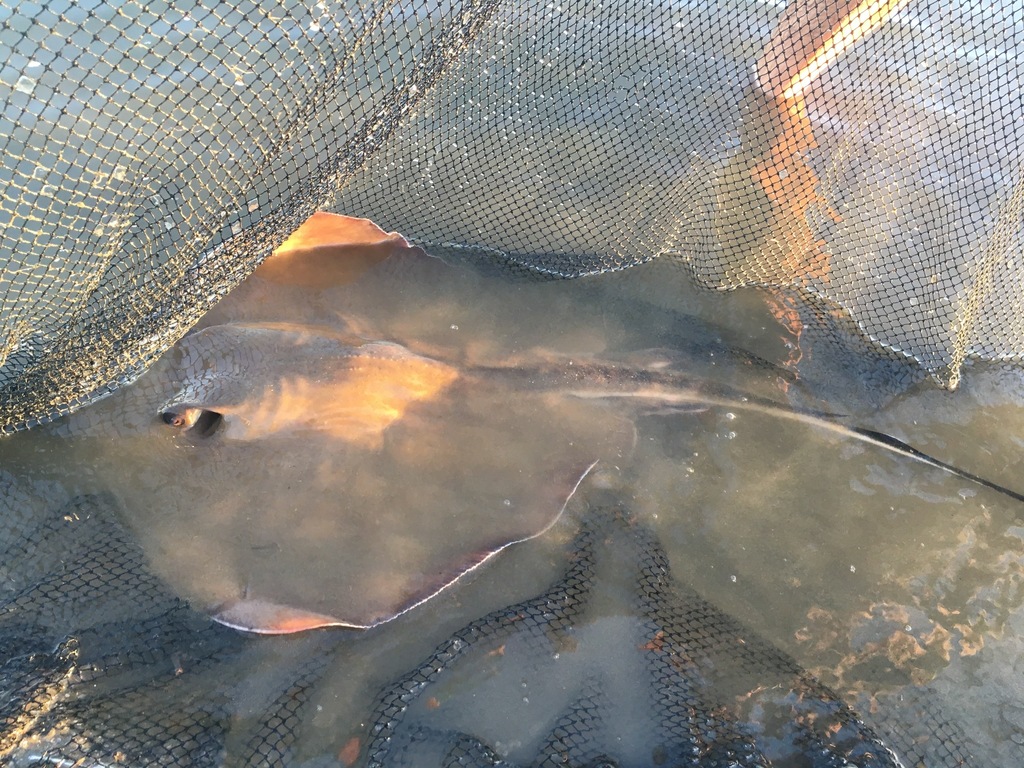 Bluntnose Stingray (Hypanus say) - Marine Life Identification