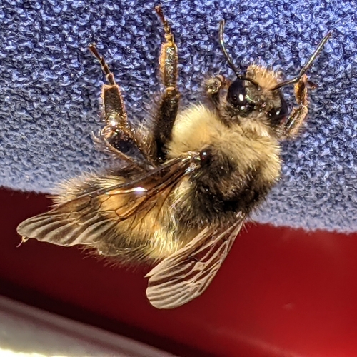 Sitka Bumble Bee (Crater Lake National Park Pollinator Guide 🐝 🦋 ...