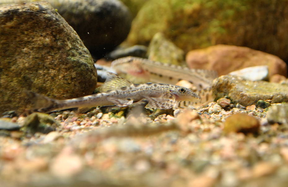 (Balitora kwangsiensis) - Marine Life Identification
