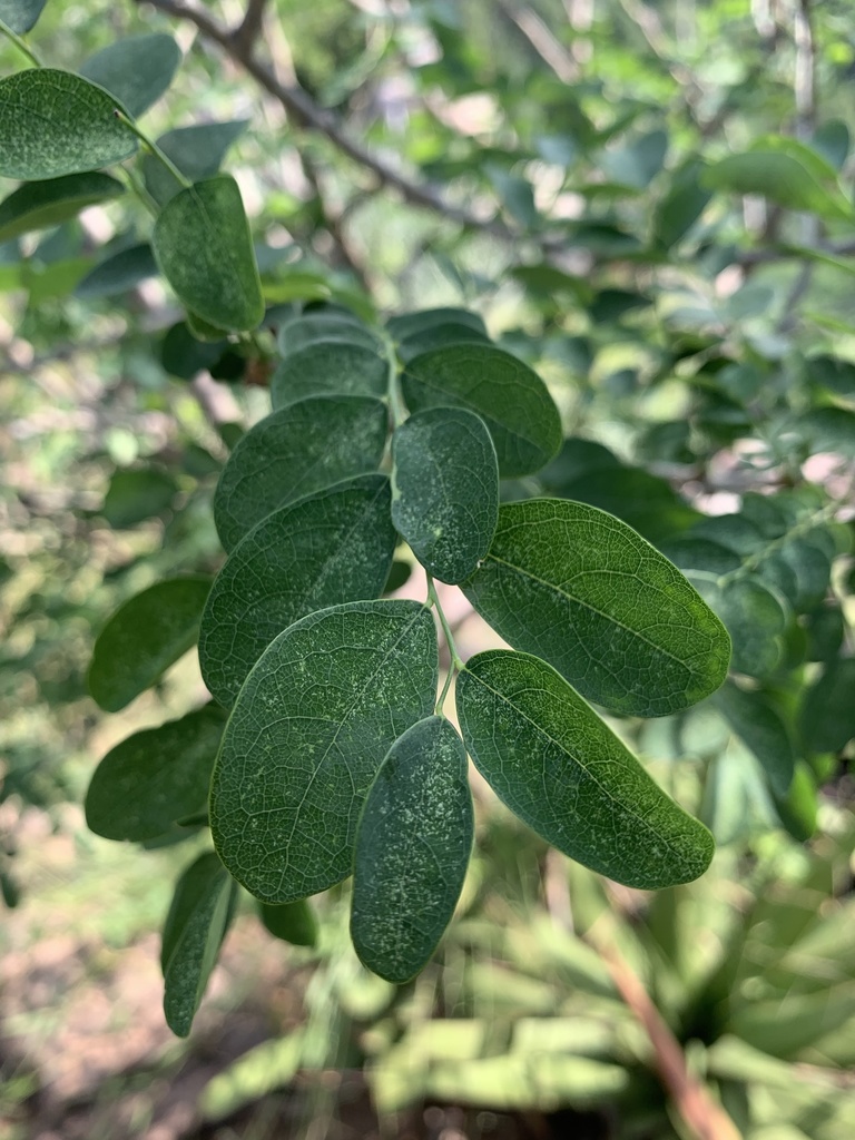 Lebombo Potatobush (Phyllanthus pinnatus) - Botanical Realm