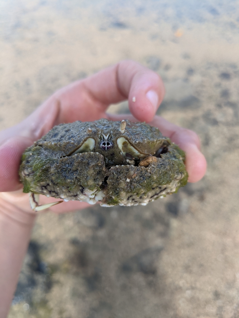 Typical Box Crabs from Honolulu, HI 96825, USA on February 23, 2021 at ...