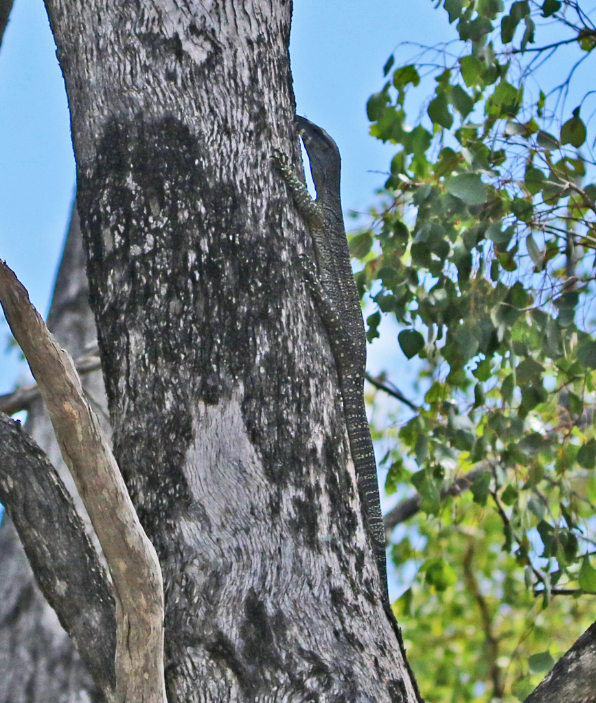 Lace Monitor from Dunmore State Forest on February 20, 2021 at 09:44 AM ...