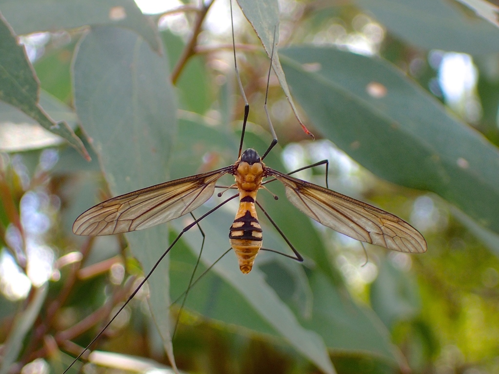 Leptotarsus clavatus from The Gurdies VIC 3984, Australia on February ...
