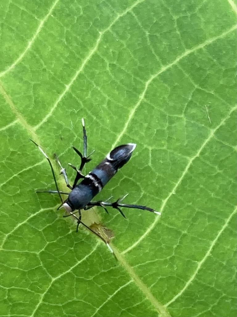 Feather-legged Moths in February 2021 by GDown · iNaturalist