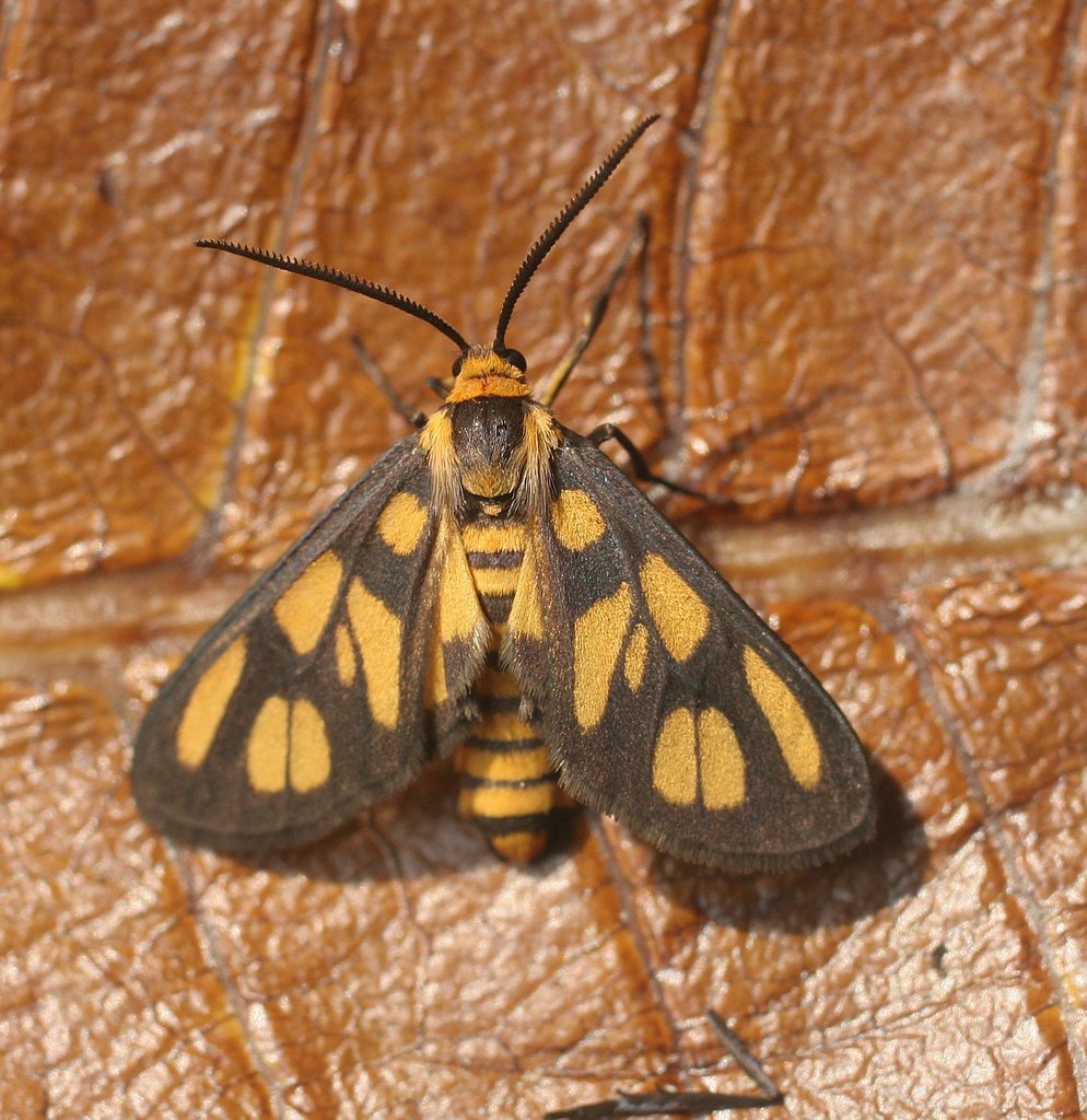 Amata chroma from Kununurra WA 6743, Australia on November 6, 2009 by ...
